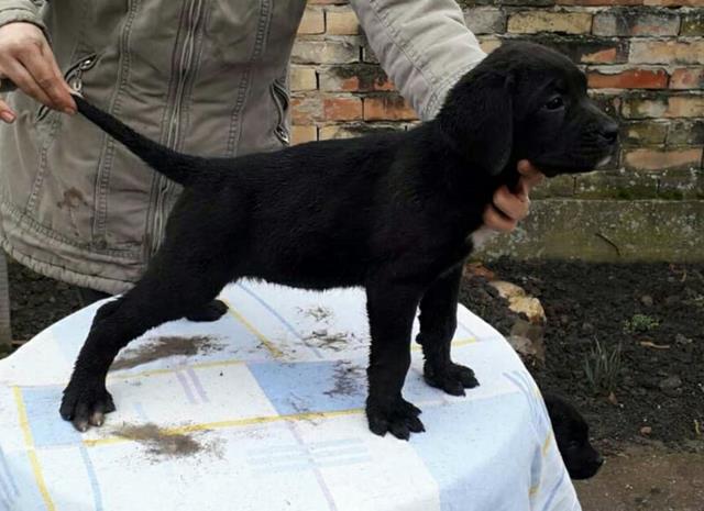 Cane Corso stenci