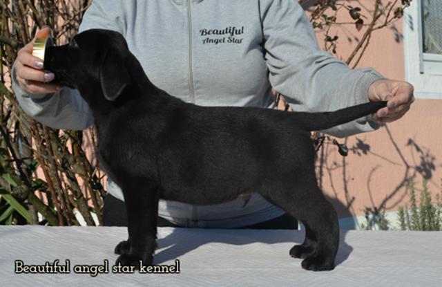 Vrhunski stenci LABRADOR retrivera