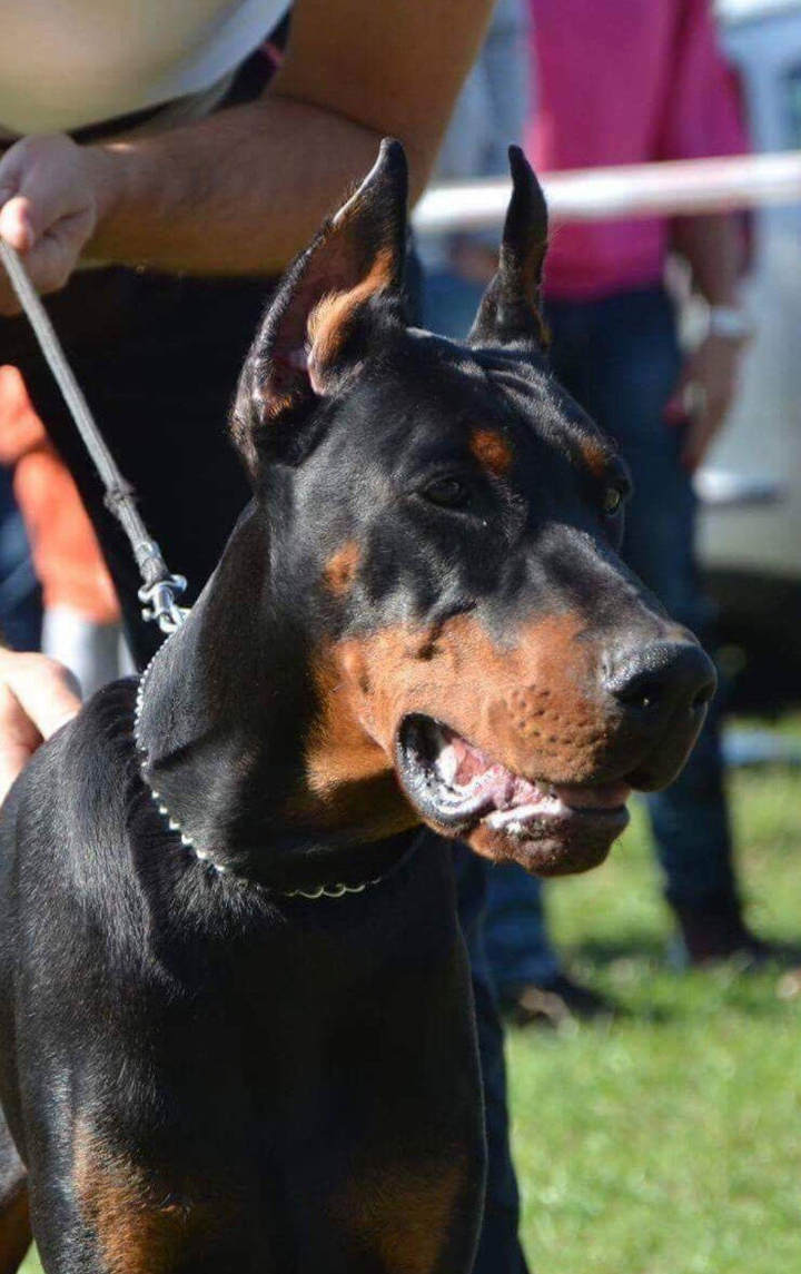 DOBERMAN stenci vrhunskog porekla dve zenkice