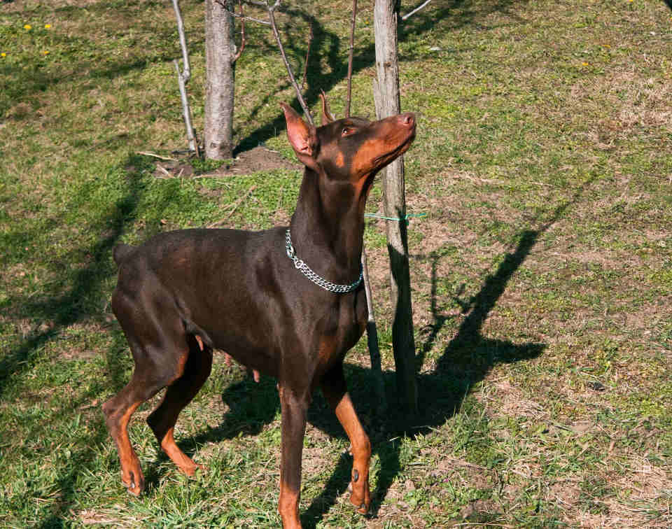 Doberman DI GOBELJA braon stenci