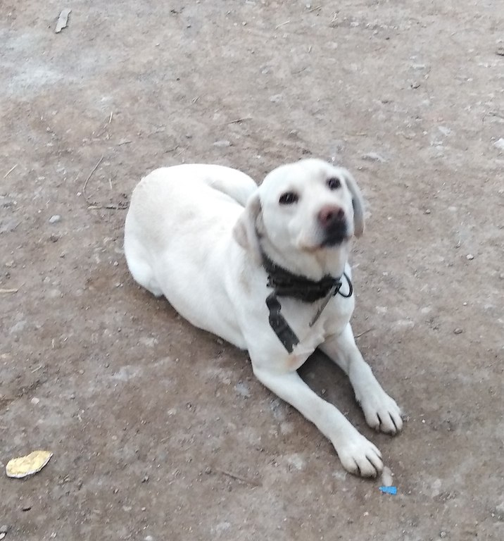 Labrador retriver