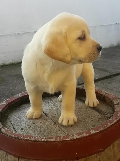 Labrador retriver stenci