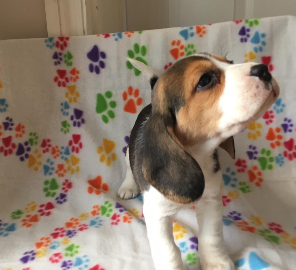 Štenci beagle dostupni na prodaju