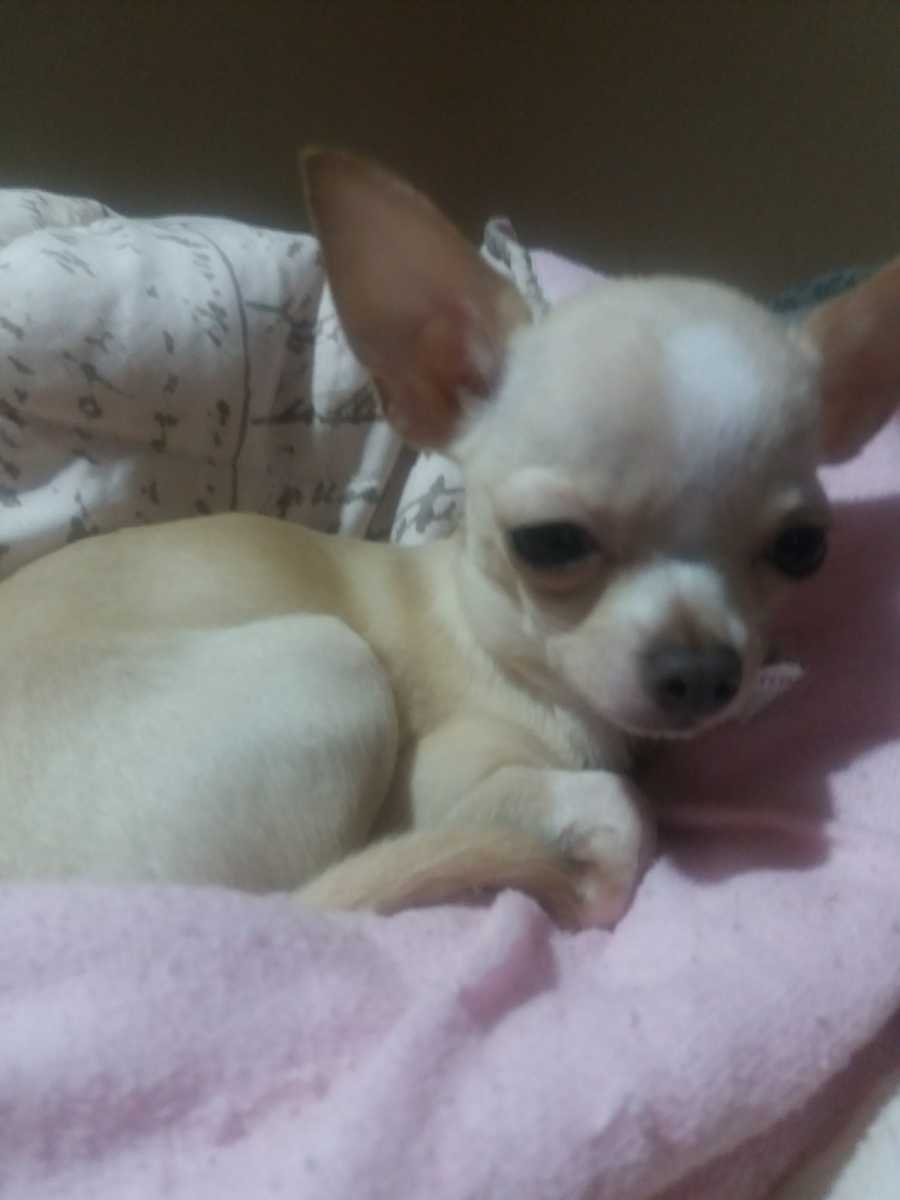 Mini čivave „Princess Chihuahua „