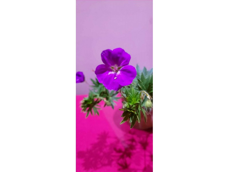 Geranijum ljubicasti - geranium