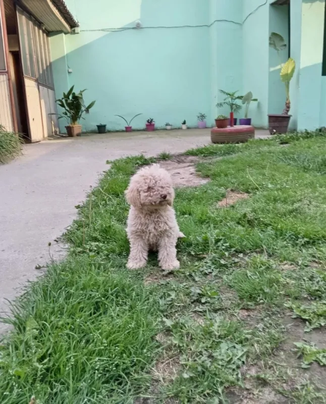 Lagotto Romagnolo štenci