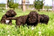 Lagotto Romagnolo štenci