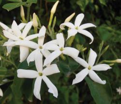 JASMIN AZORCIJUM (JASMINUM AZORCUM) - BILJKA