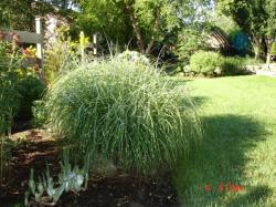 Miscanthus sinensis Little Zebra - patuljasta zebrina