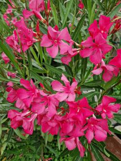 Oleander Tamno Pink Simple