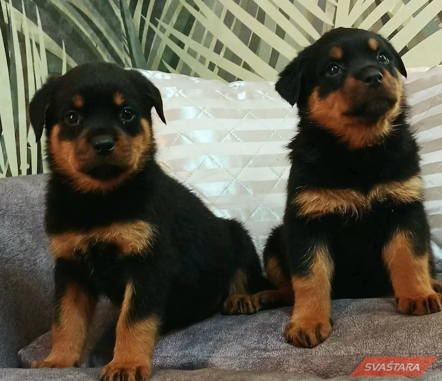 Rotvajler i Cane Corso štenci