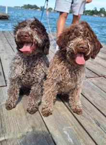 Lagotto Romagnolo, mužjak i ženka