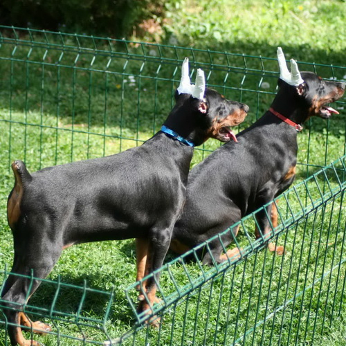 Na prodaju štenci dobermana šampionskog porekla