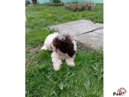 Lagotto romagnolo