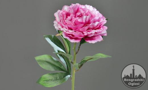 Bozur rozi -Seme-Kralj cveca