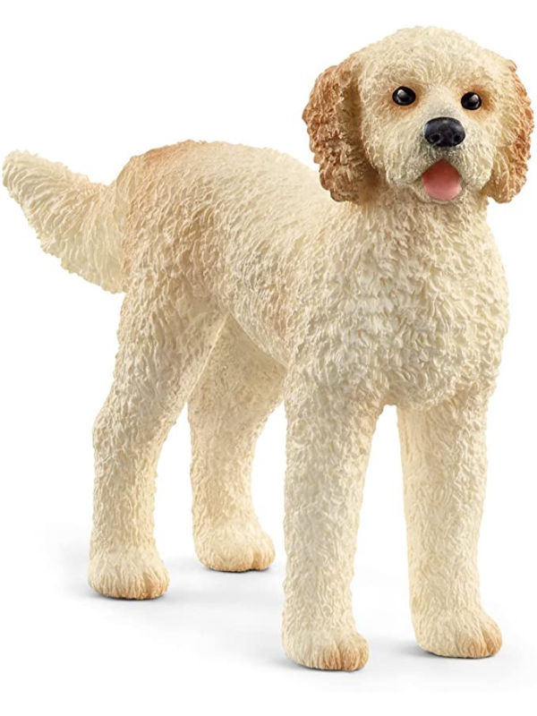 Goldendoodle 13939