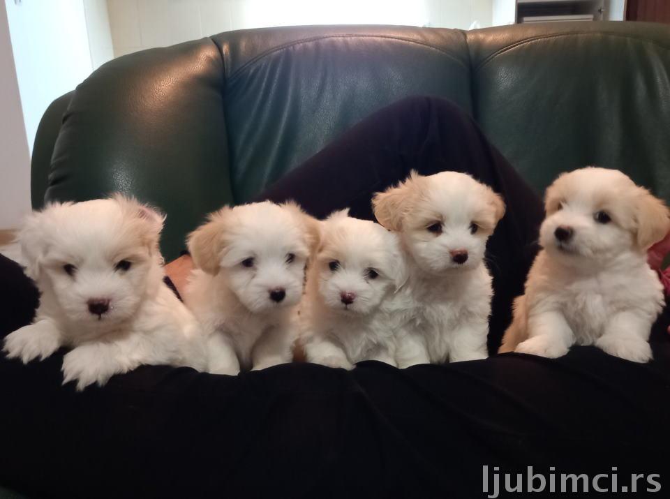 Prodajem štence COTON de TULEAR,