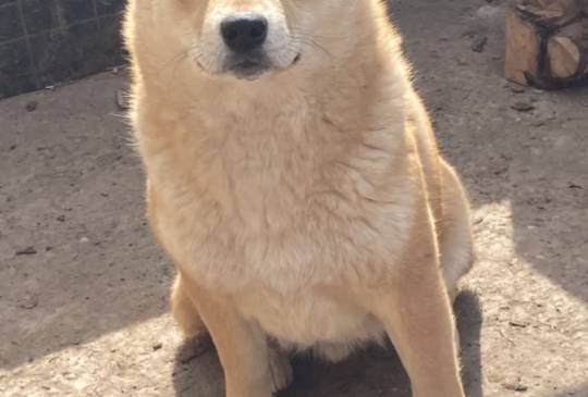 Shiba inu , Siba inu mladi psi