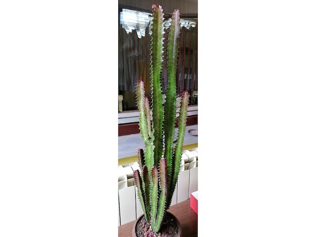 Euphorbia trigona `Rubra`