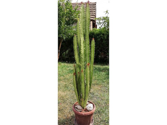 Euphorbia trigona `Rubra`