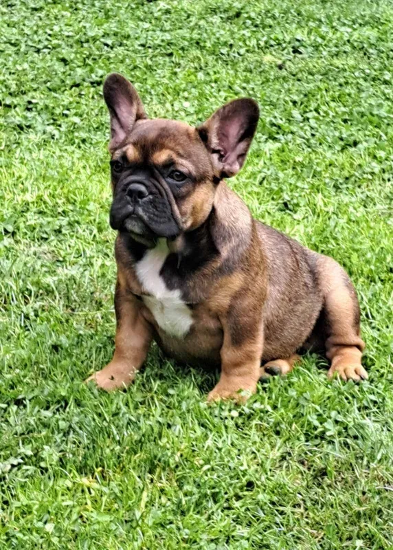 Francuski Buldog PRELEPI štenci