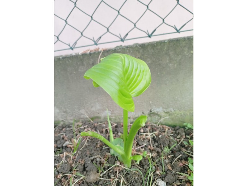 Hosta cveće