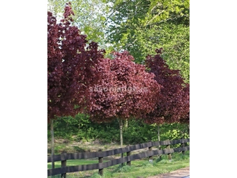 Crvenolisni Javor - Acer platanoides 'Crimson King'