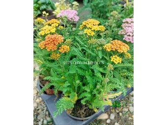 žuta hajdučka trava - Achillea m. 'Yellow Terracotta'