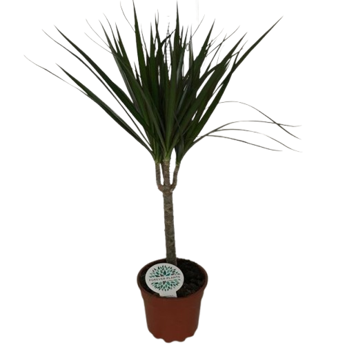 DRACAENA MARGINATA