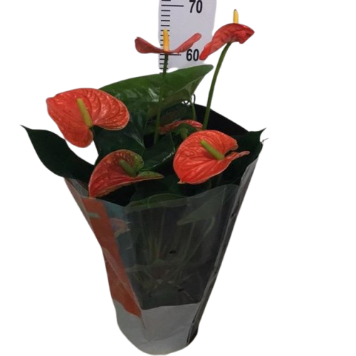 SAKS ANTHURIUM