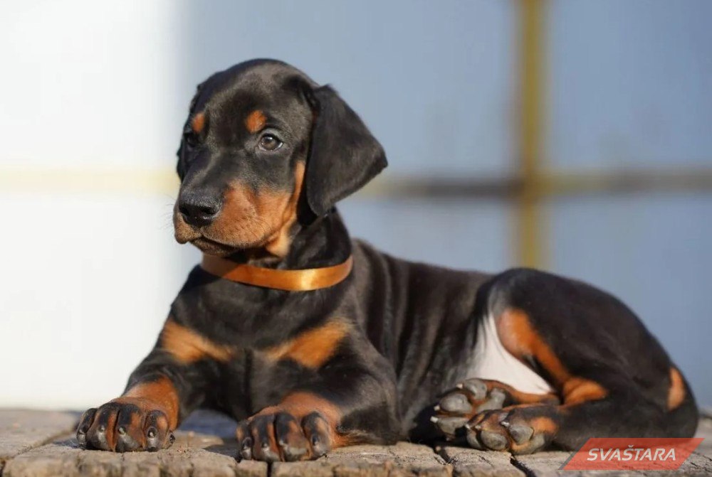 Doberman i Patuljasti pinc štenci