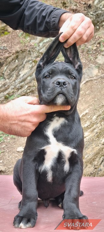 Cane Corso Štenci