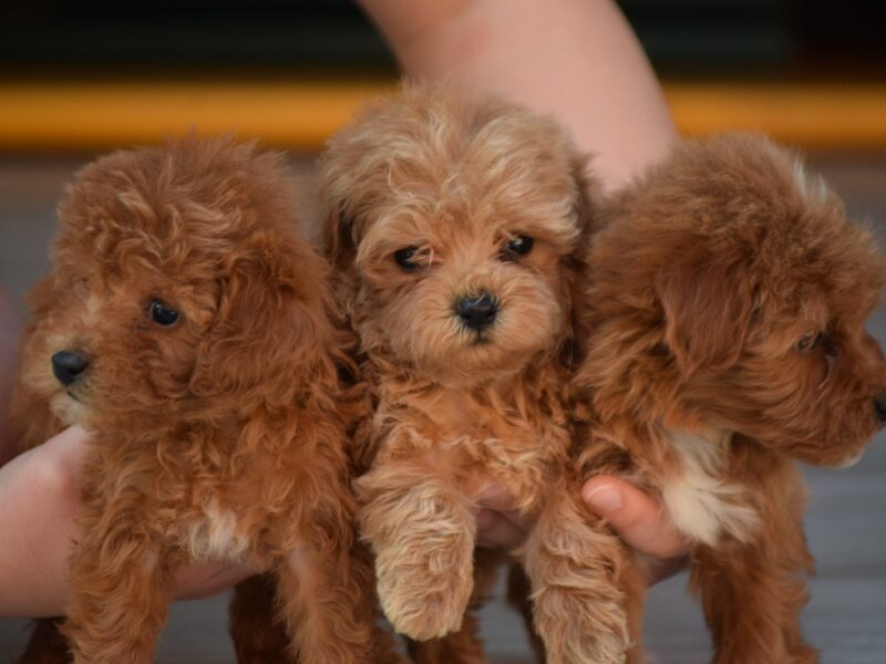 Maltipoo štenci