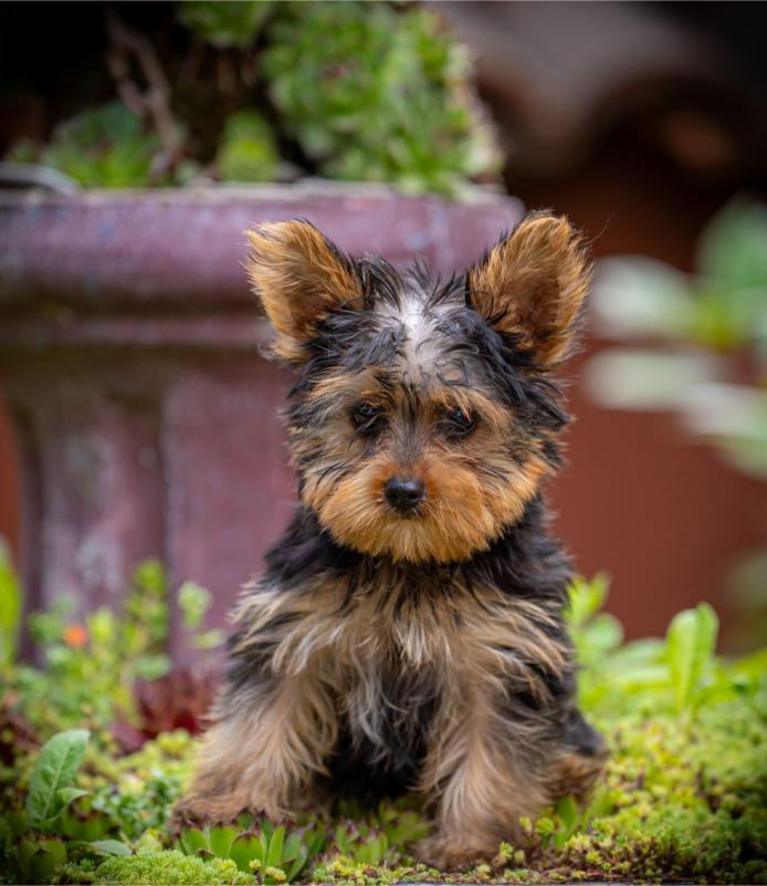 Jorkširski terijer Yorkie štenci