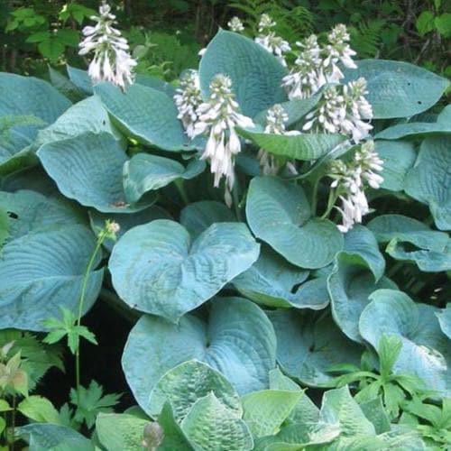 Hosta sieboldi elegans