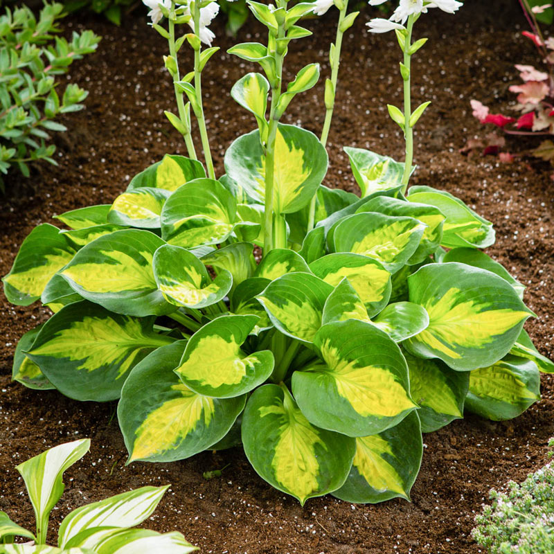 Hosta sunset groves