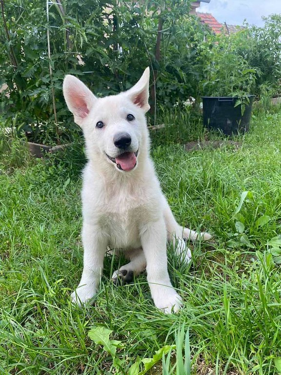Na prodaju prvobirano muško štene Belog Vučjaka oštenjeno 8.03.2024