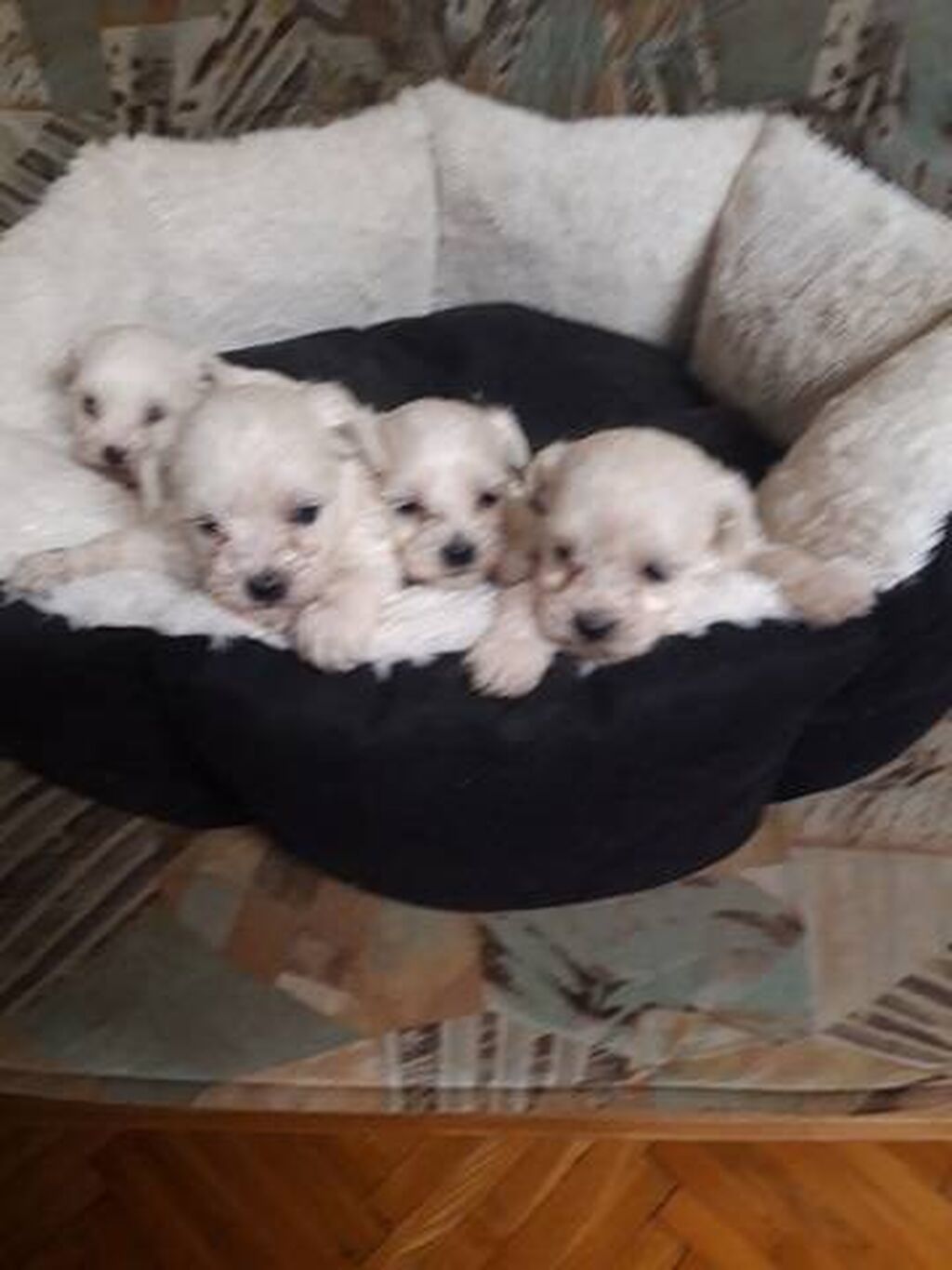 Na prodaju četiri šteneta maltezera,oba pola.Stari su mesec