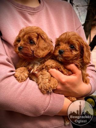 Cavapoo prelepi stenci