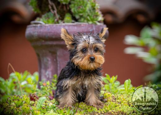 Jorkširski terijer Yorkie štenci