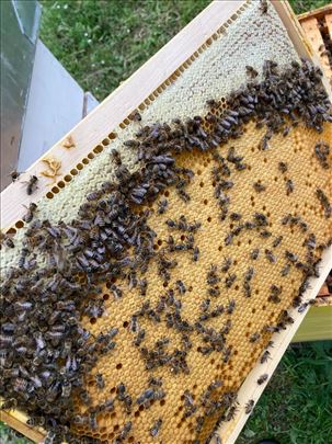 Paketni rojevi - 1.2kg pčela