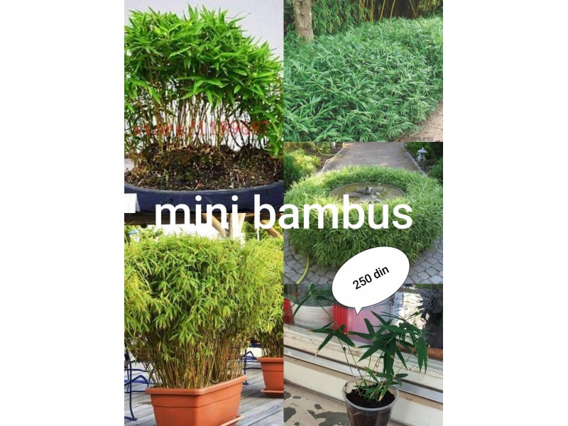 Bambus mini biljka