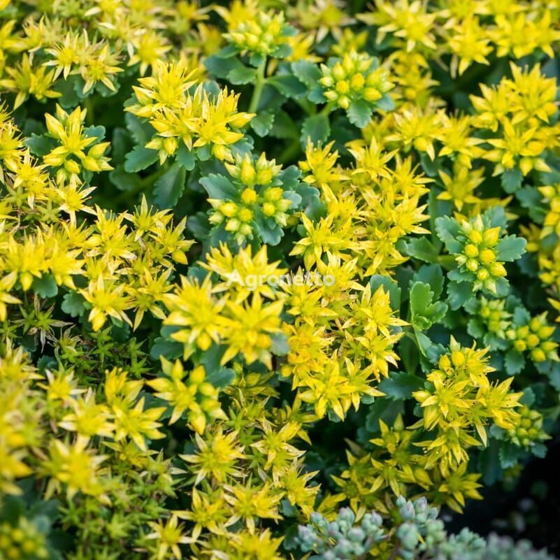 Roztshodnik 'Little Miss Sunshine' Sedum