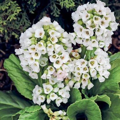 Bergenia Sertsolistna 'Snovtime' Bergenia tsordifolia