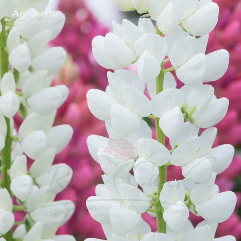 Lupin Vhite Shades seriјa Lupinus Poliphillus Galleri