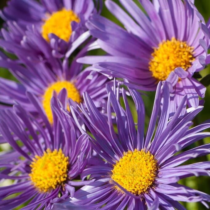 Aster Dark Beauti