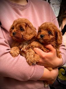 Cavapoo prelepi stenci