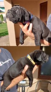 Cane Corso vrhunski štenci