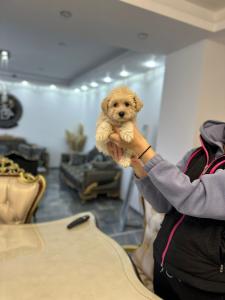 Maltipoo prelepi štenci