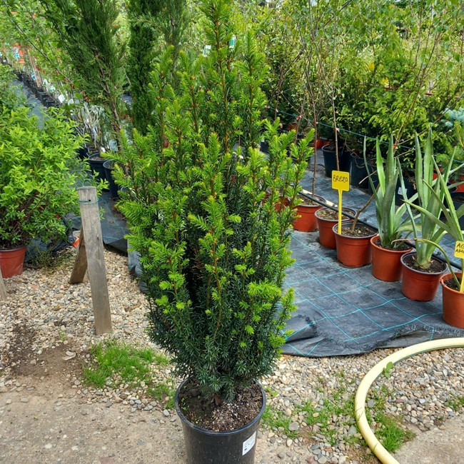 Taxus baccata 90+ cm